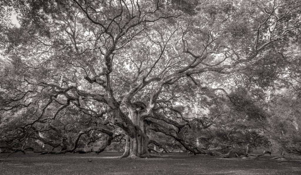 Ancient Angel Oak Tree - Ron Mayhew