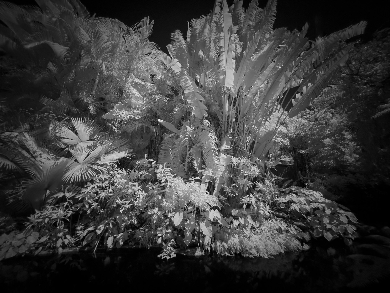 Tropical Foliage in Infrared - Ron Mayhew