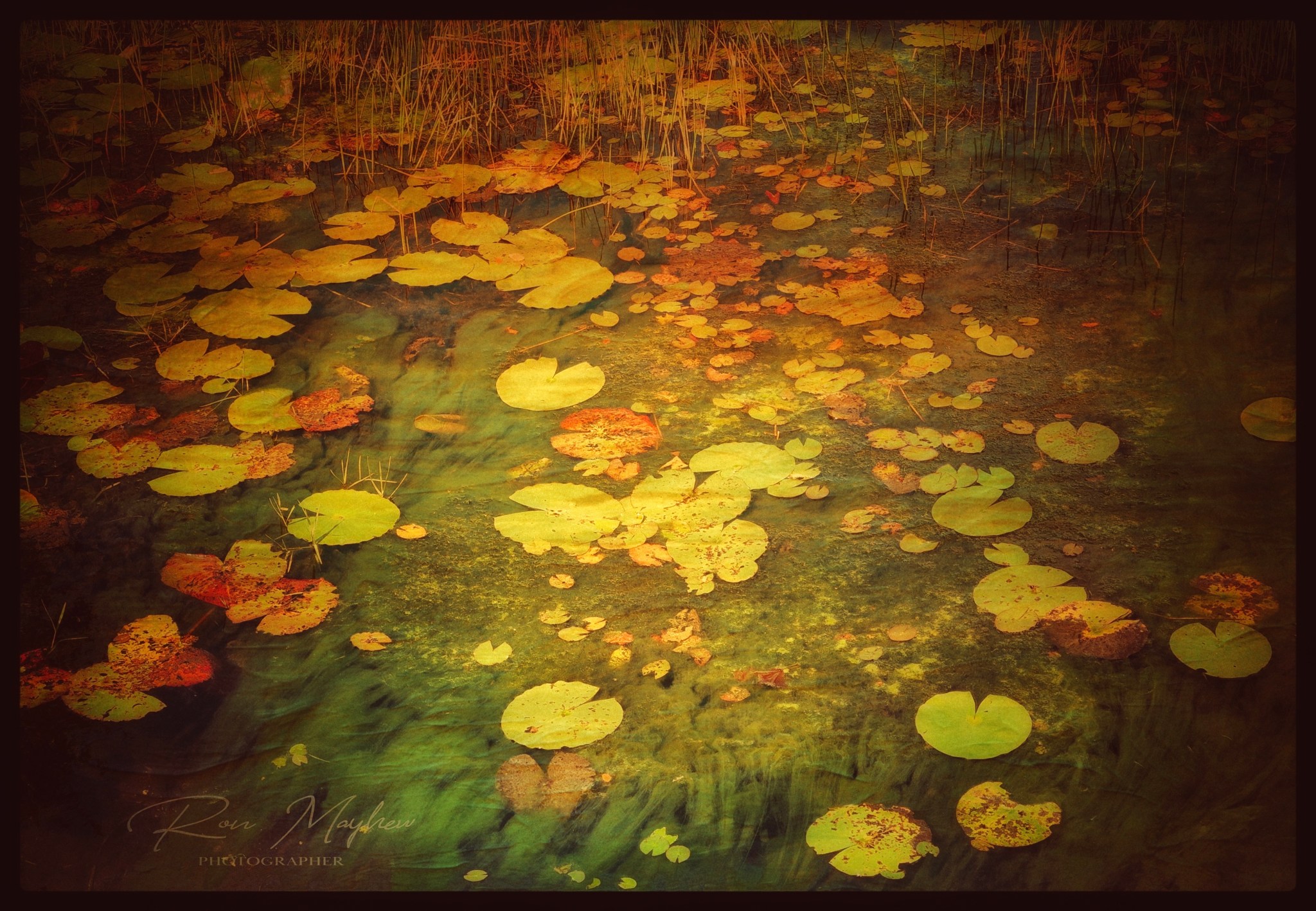 There’s Just Something About a Pond - Ron Mayhew