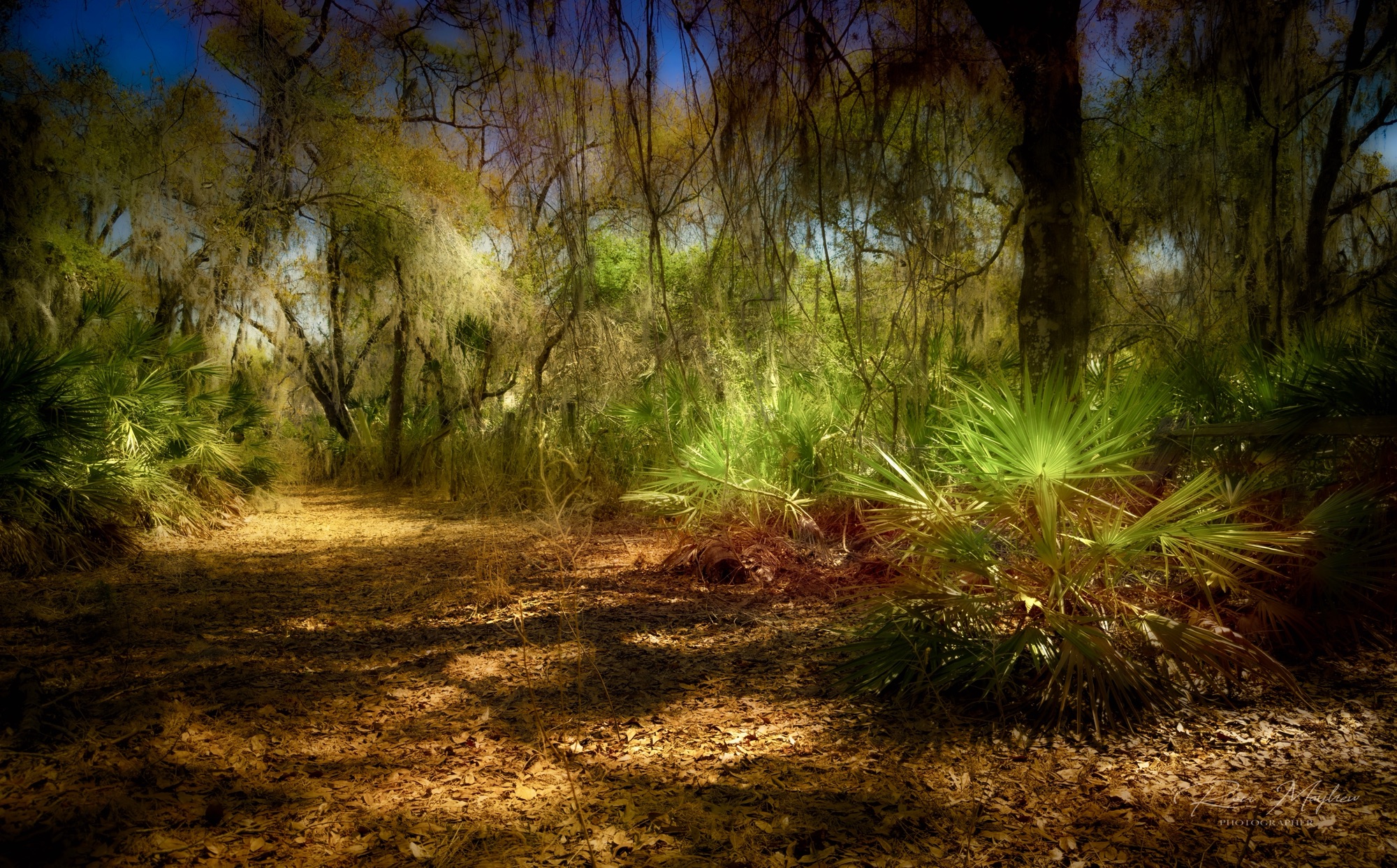 A Walk in the Woods - Ron Mayhew
