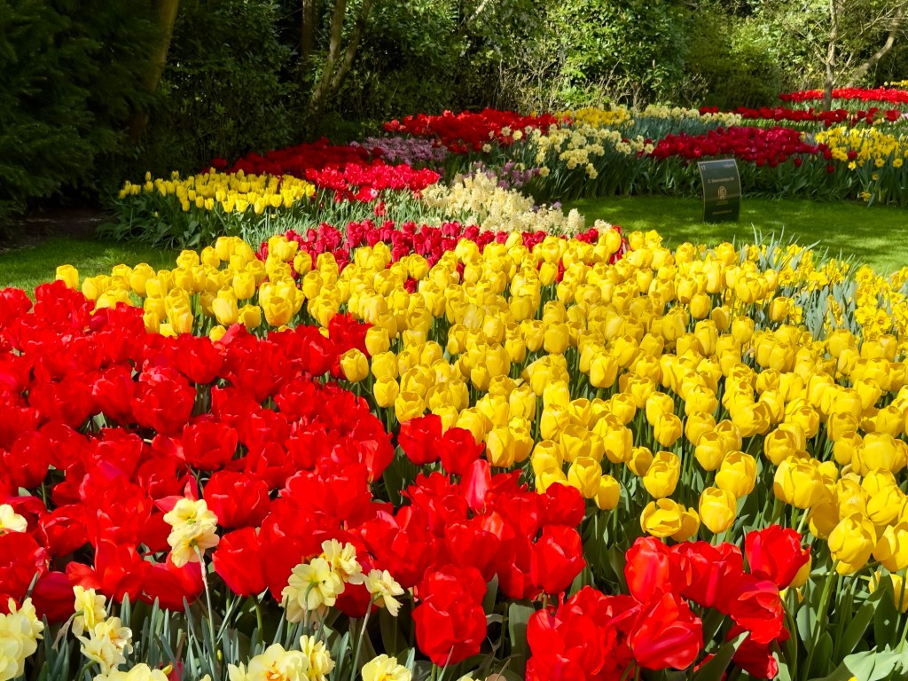 The Netherlands Keukenhof Gardens are Ablaze - Ron Mayhew