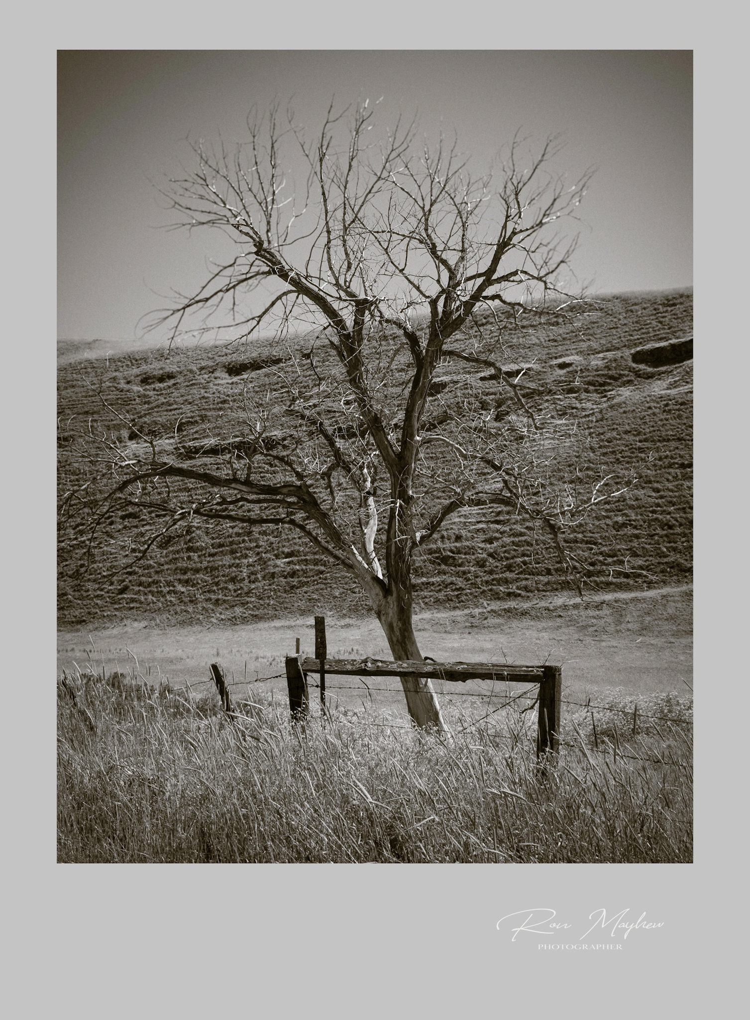 The Sentinal | Monochrome Monday - Ron Mayhew