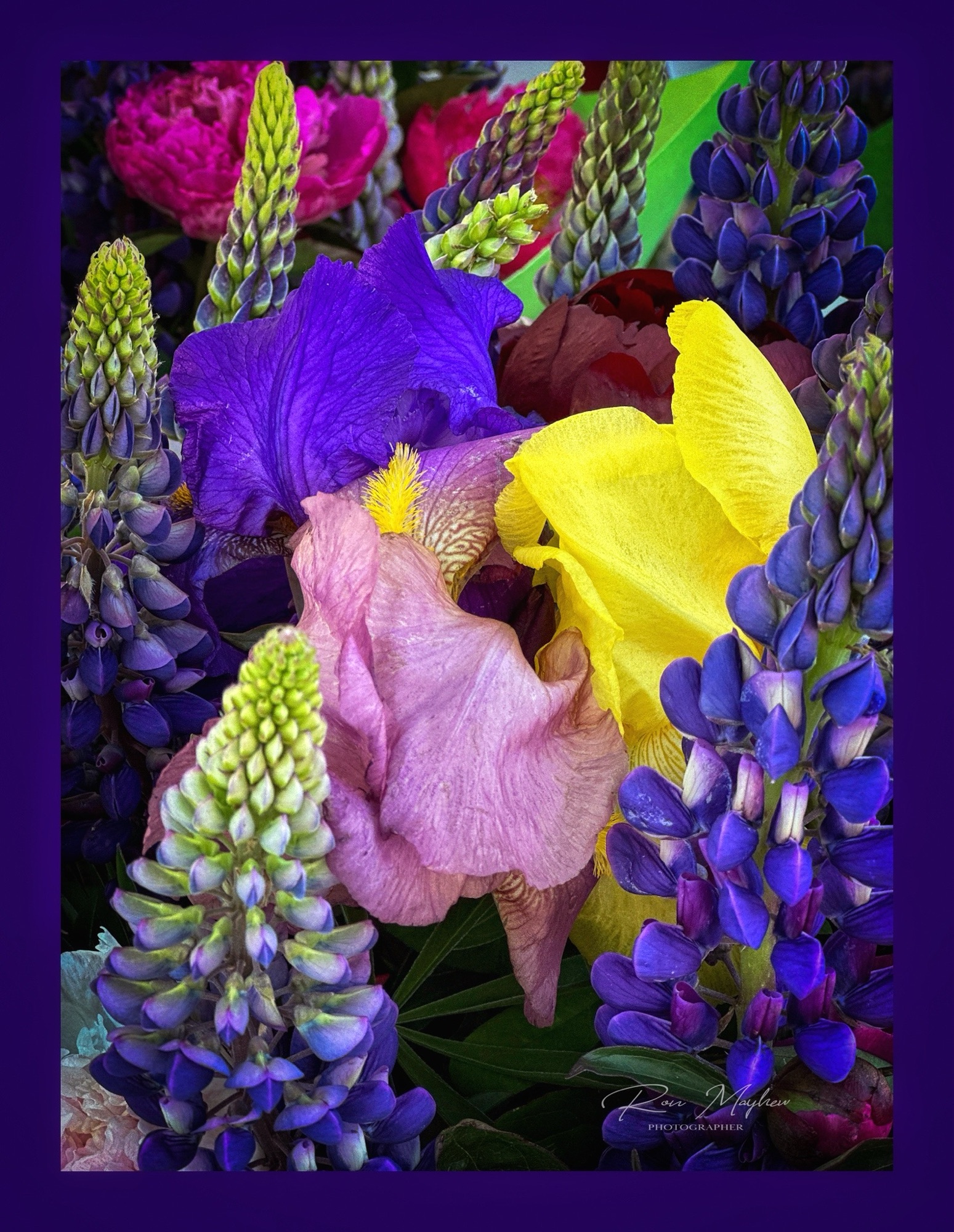 Spring Flowers | Wordless Wednesday - Ron Mayhew
