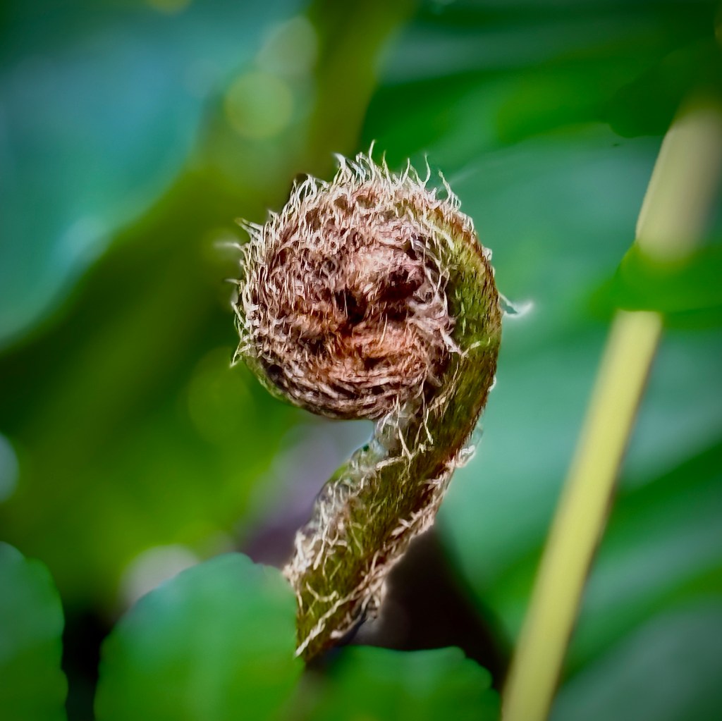 Unfurling Elegance: The Tree Fern’s Fiddlehead Emerges - Ron Mayhew