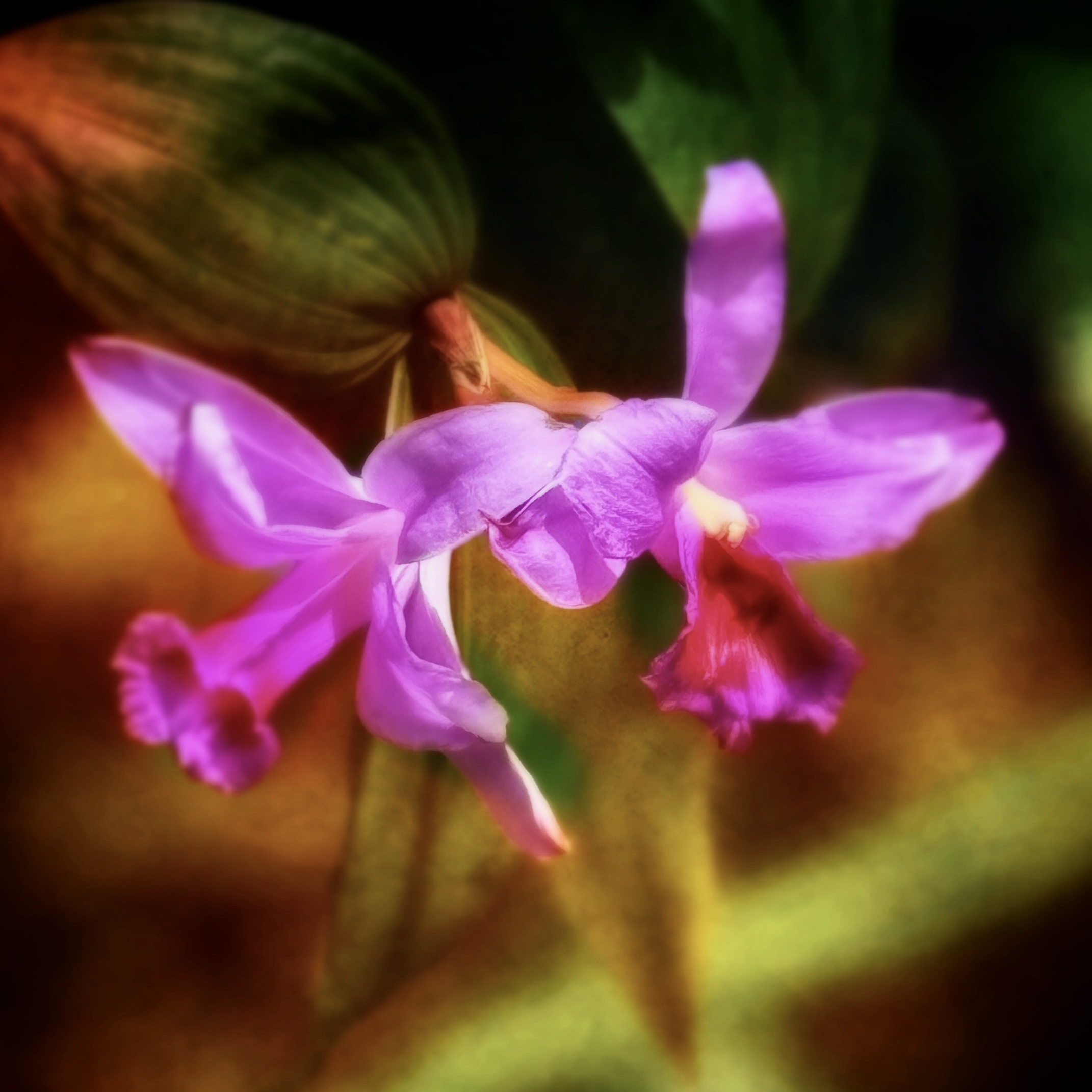 I Met an Orchid... - Ron Mayhew